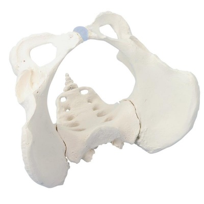 Female Pelvis with Sacrum Model | Health and Care
